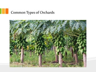 TLE 6 - Agriculture | PPTX