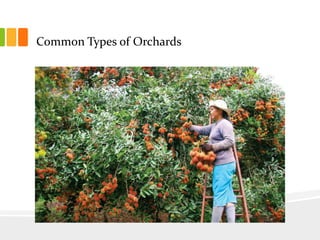 TLE 6 - Agriculture | PPTX