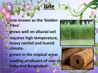 Grade - 8 Geography Chapter - 4. Agriculture | PDF