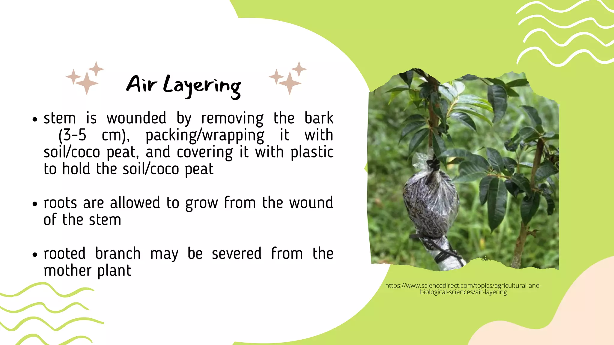 Agriculture 1 - Asexual Plant Propagation.pdf