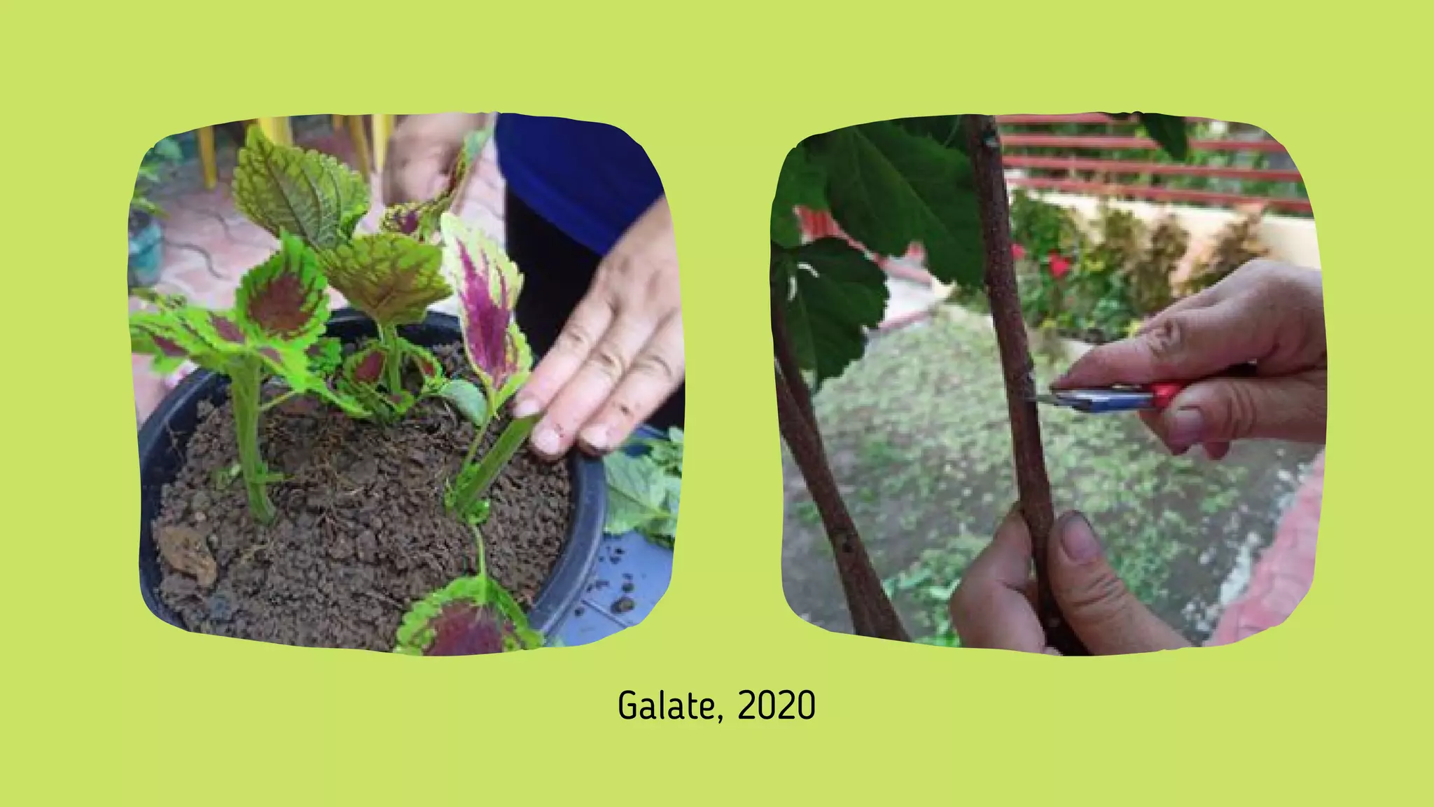 Agriculture 1 - Asexual Plant Propagation.pdf