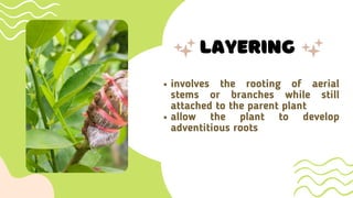 Agriculture 1 - Asexual Plant Propagation.pdf