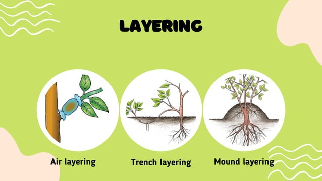 Agriculture 1 - Asexual Plant Propagation.pdf | Gardening | Home & Garden