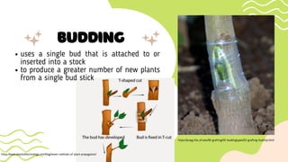 Agriculture 1 - Asexual Plant Propagation.pdf