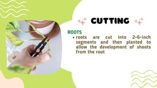 Agriculture 1 - Asexual Plant Propagation.pdf