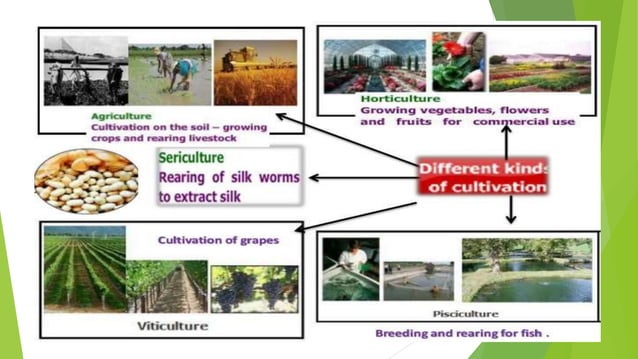 Agriculture | PPTX