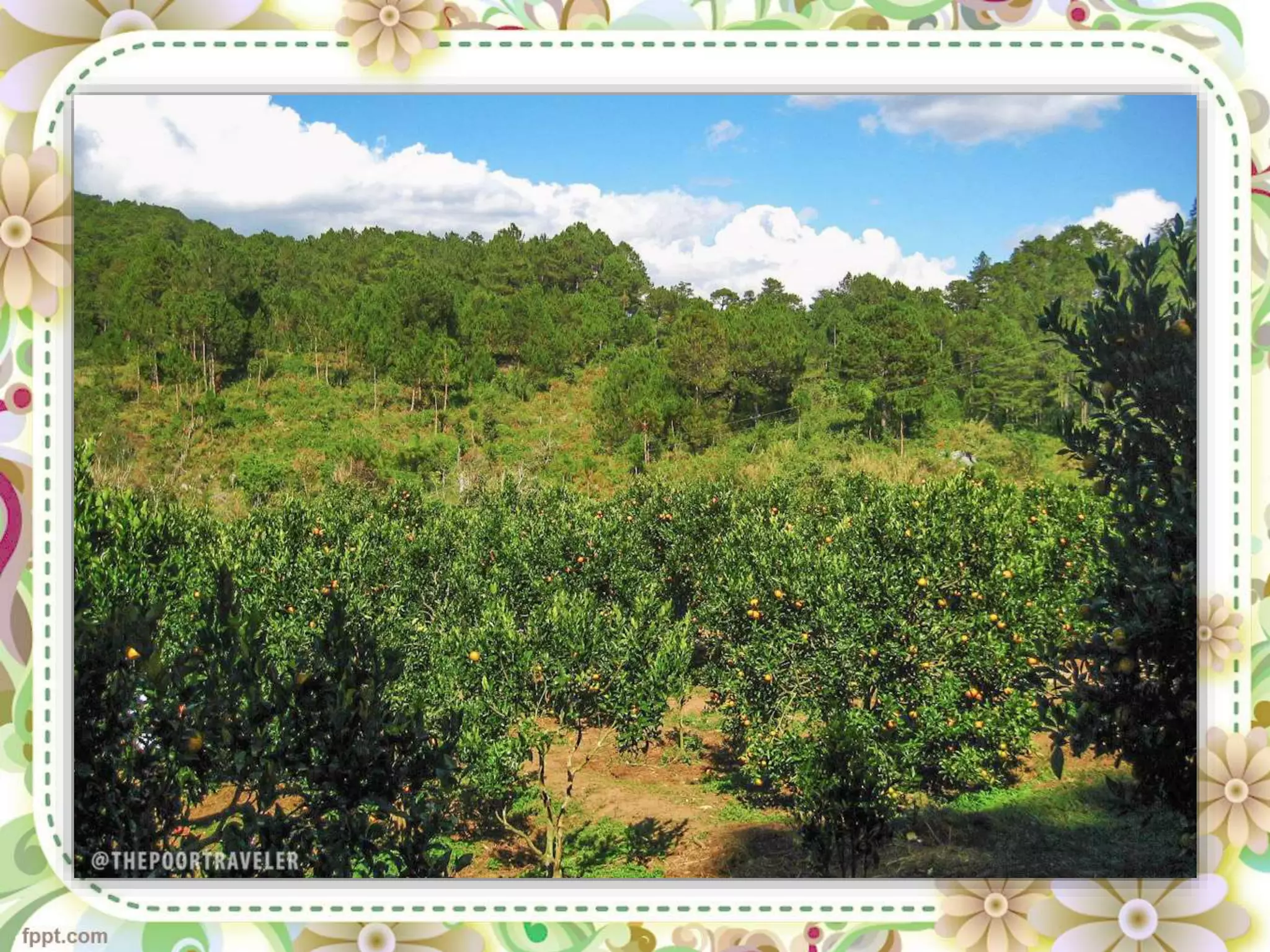 Agriculture Orchard 6 | PPTX