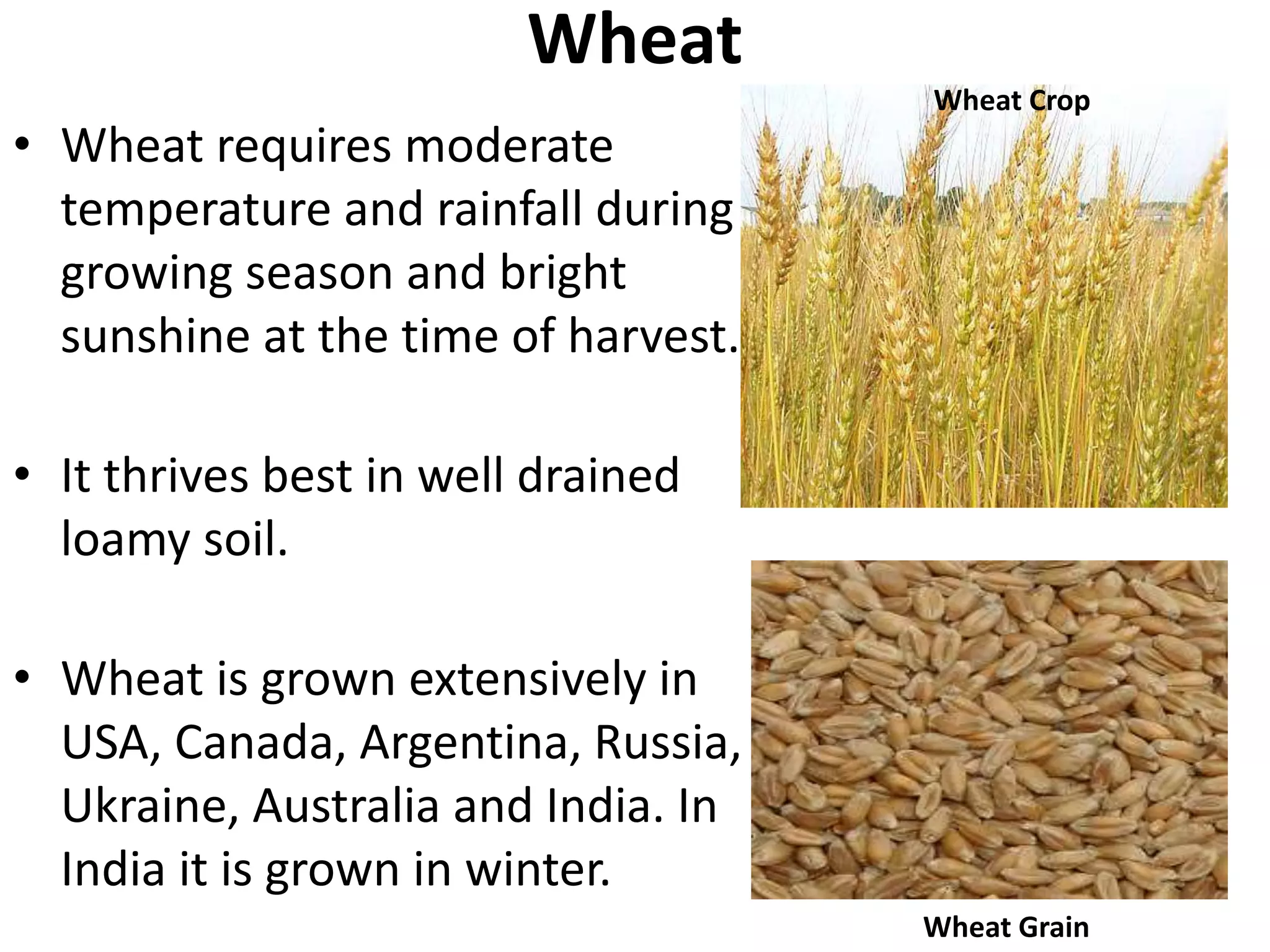 Agriculture geography class 8th | PPTX