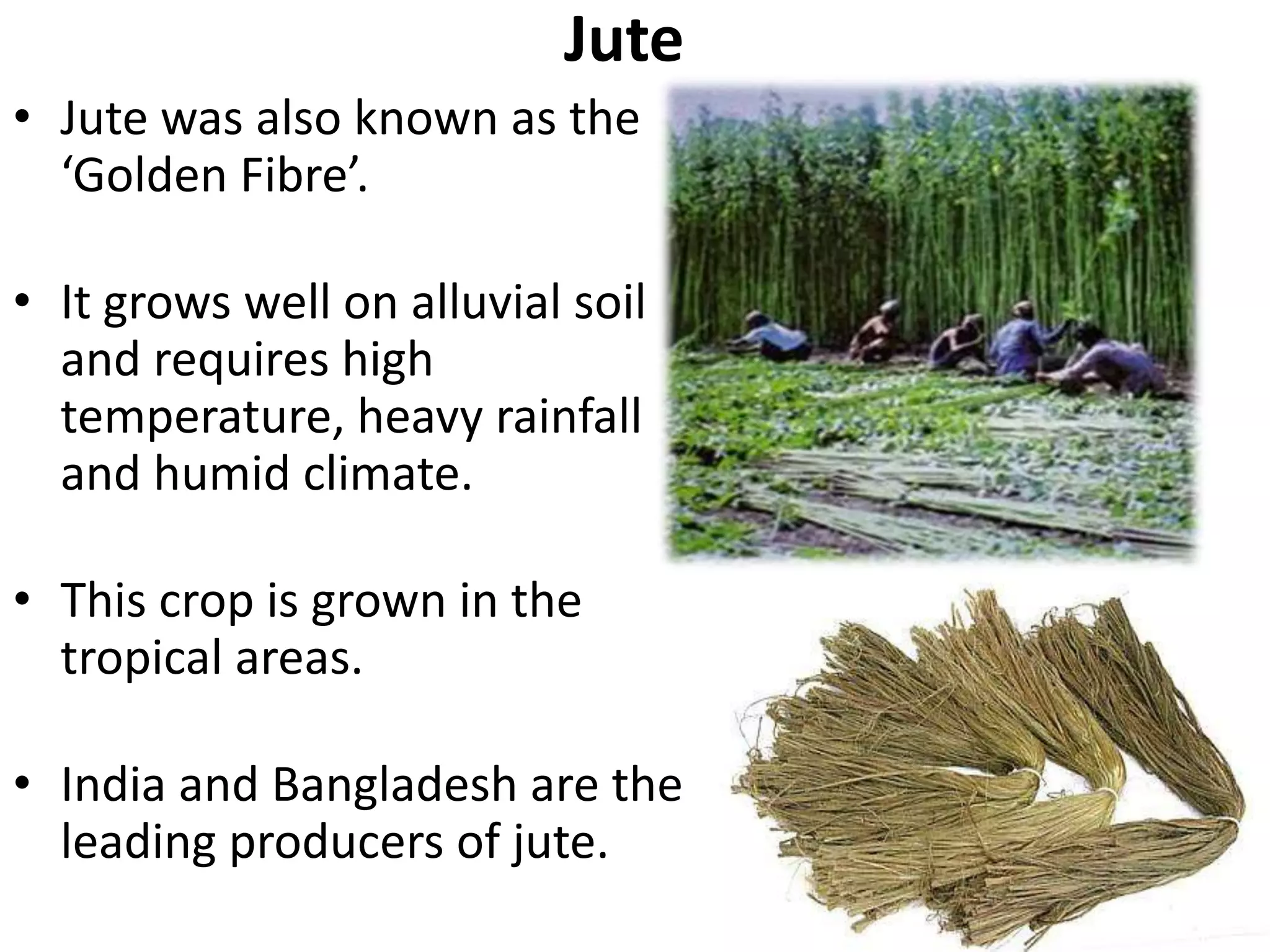 Agriculture geography class 8th | PPTX