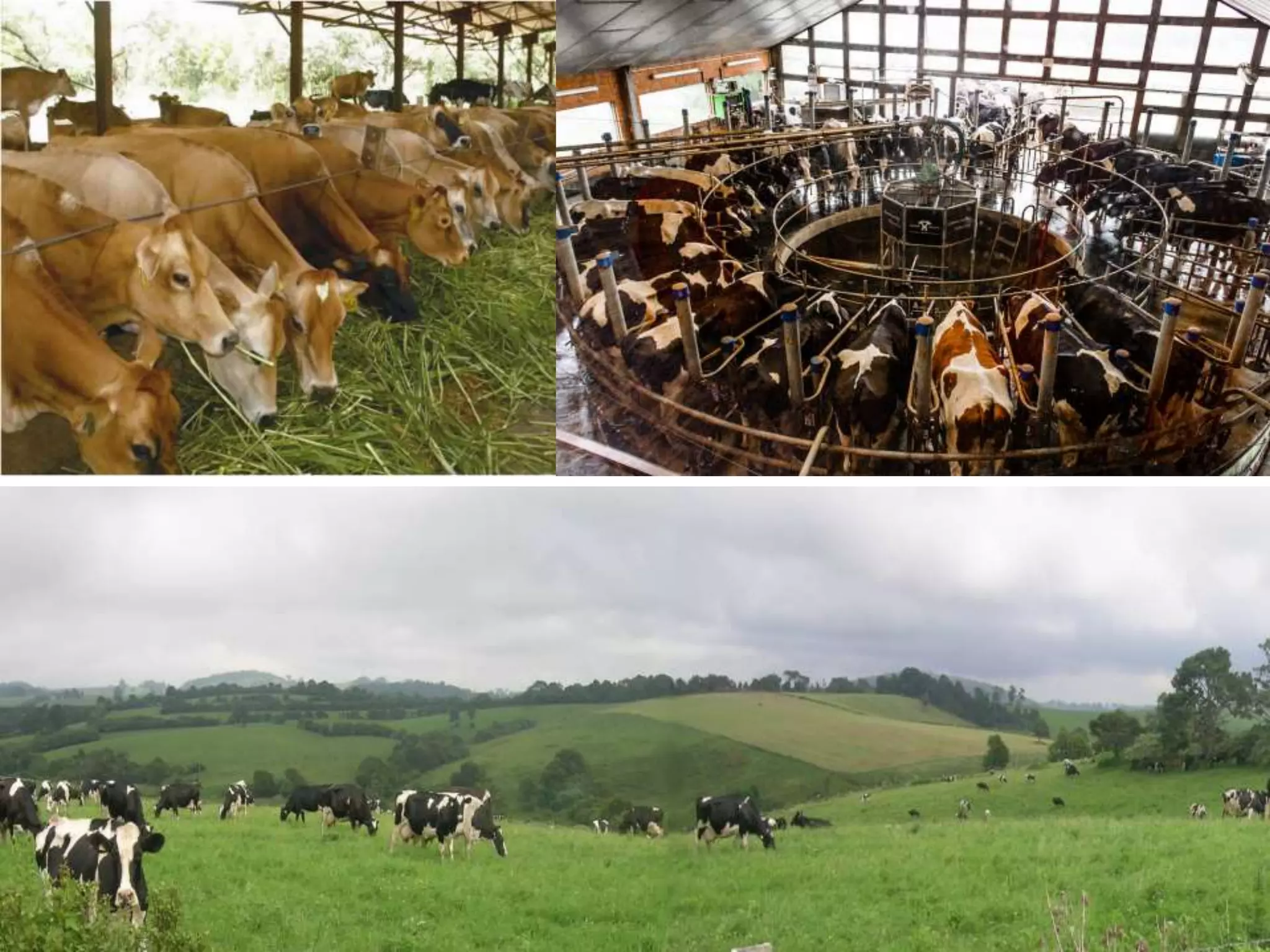 Agriculture geography class 8th | PPTX