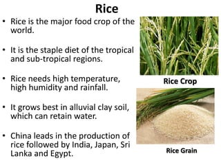 Agriculture geography class 8th | PPTX
