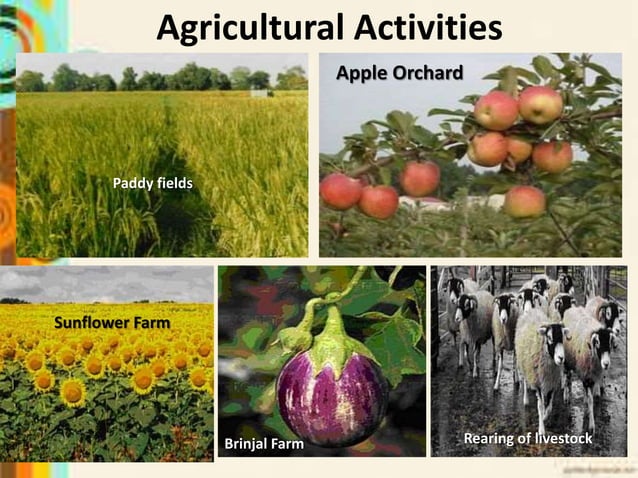 Agriculture geography class 8th | PPTX