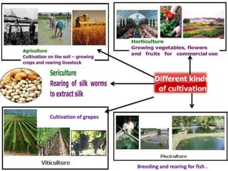 Agriculture geography class 8th | PPTX