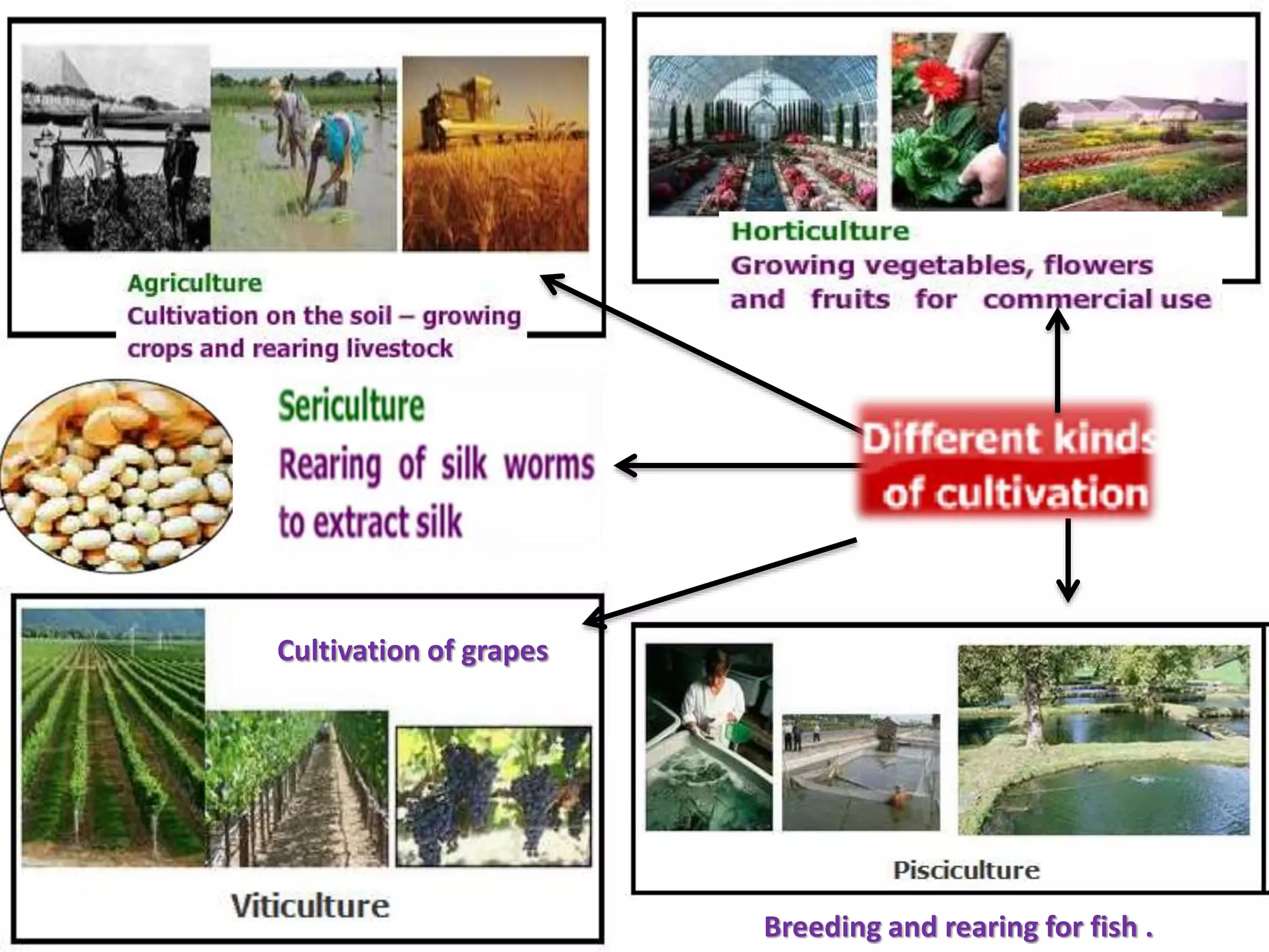 Agriculture geography class 8th | PPTX