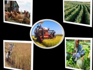 Agriculture and non agriculture sectors of economy | PPTX