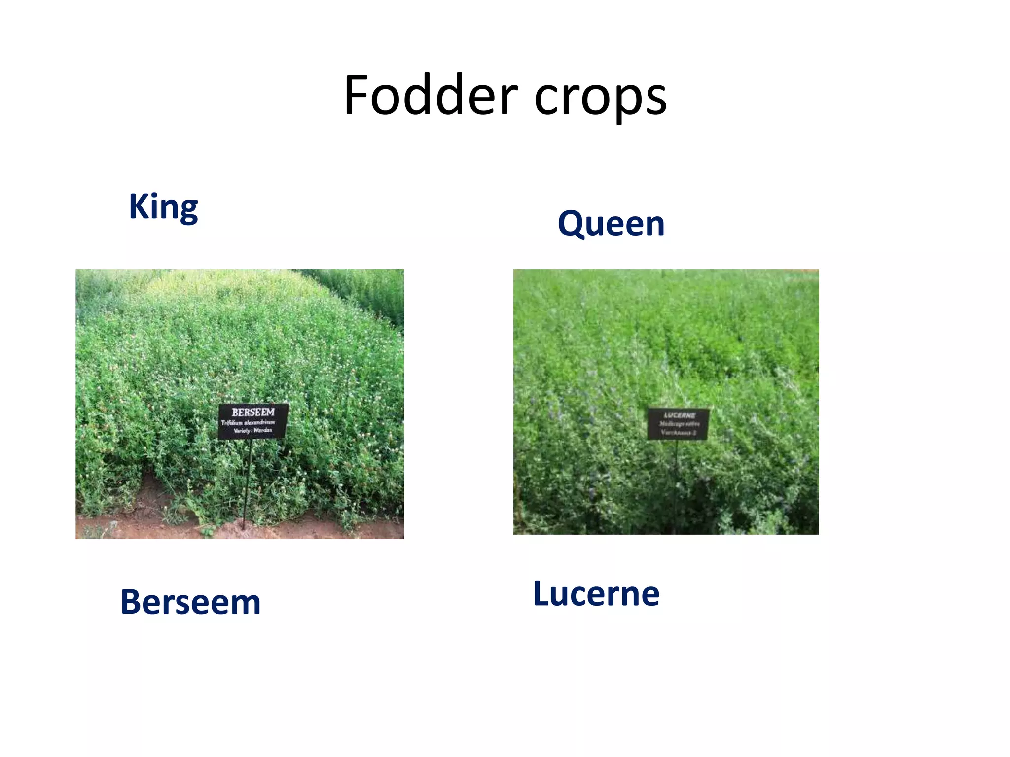 King and Queen of agriculture crops - Agriculture gk | PPTX