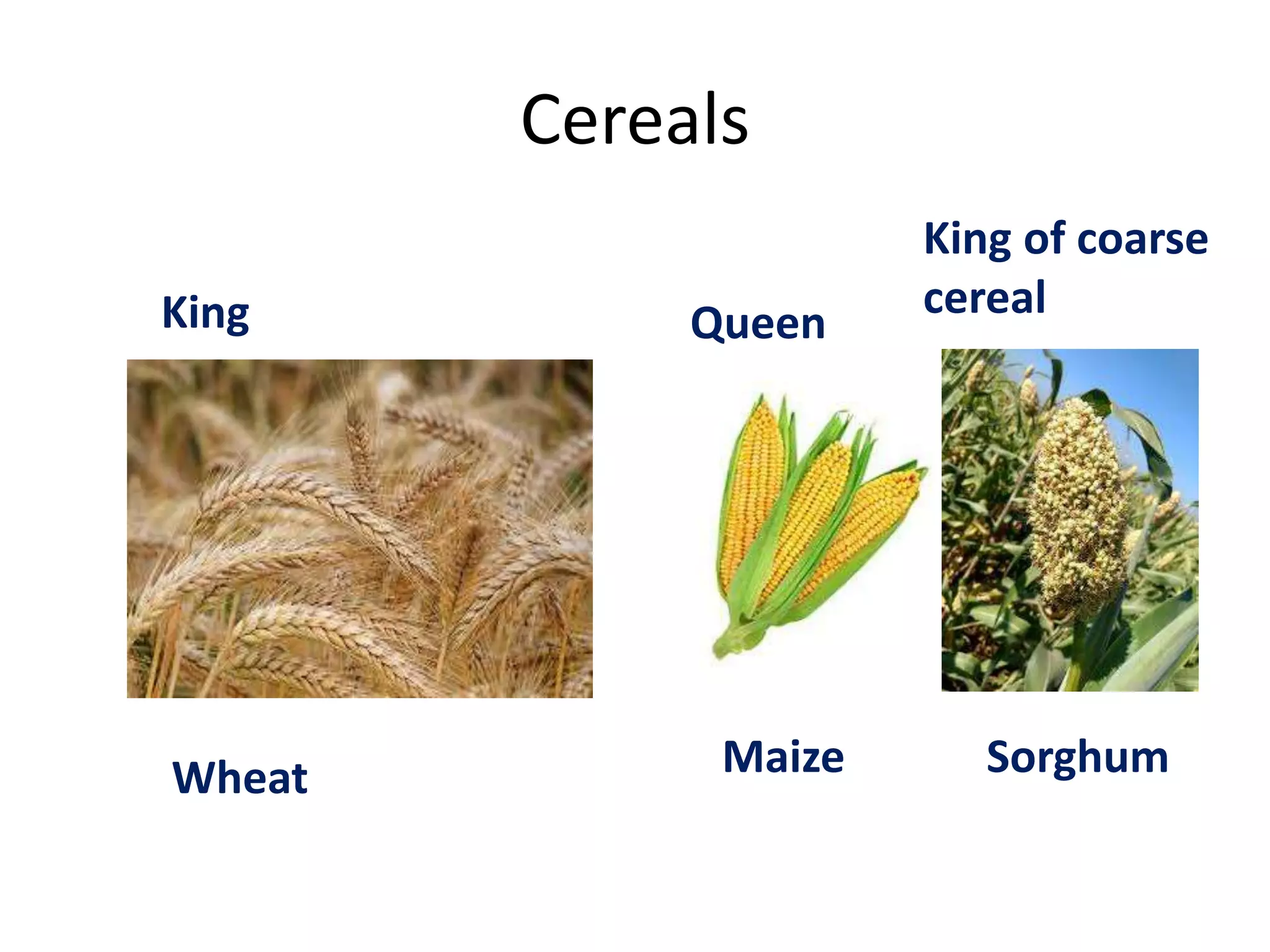 King and Queen of agriculture crops - Agriculture gk | PPTX