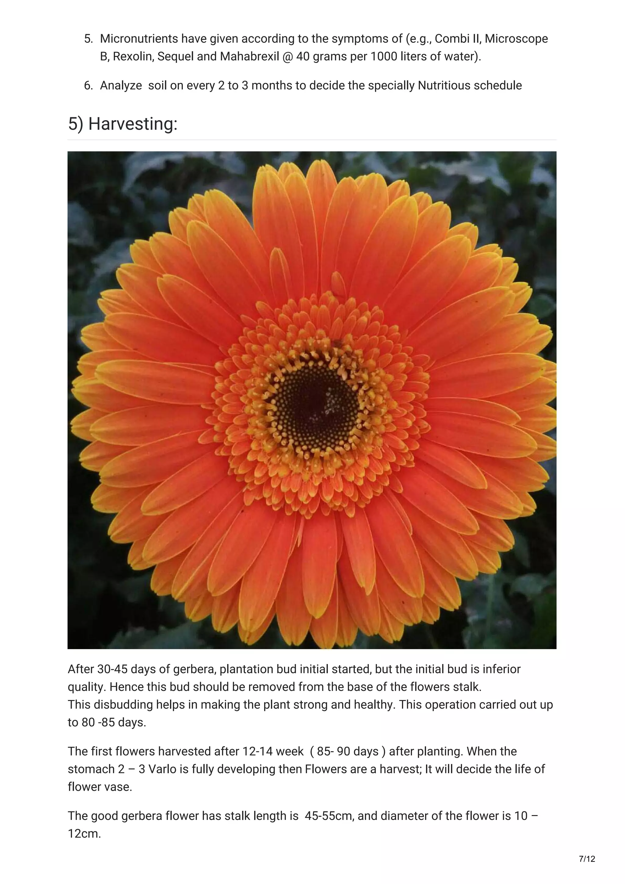 Gerbera cultivation guide | PDF