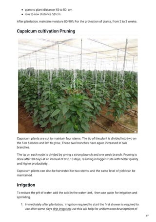 capsicum cultivation in polyhouse | PDF