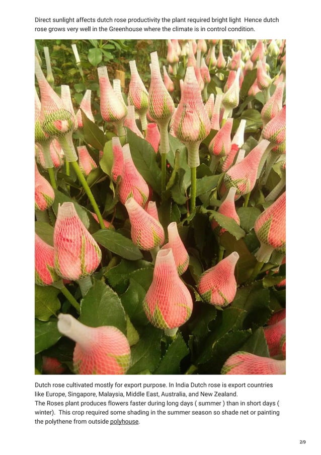 Dutch rose cultivation guide | PDF | Agriculture | Industries