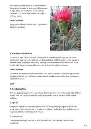 carnation cultivation guide | PDF