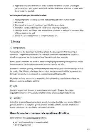 carnation cultivation guide | PDF