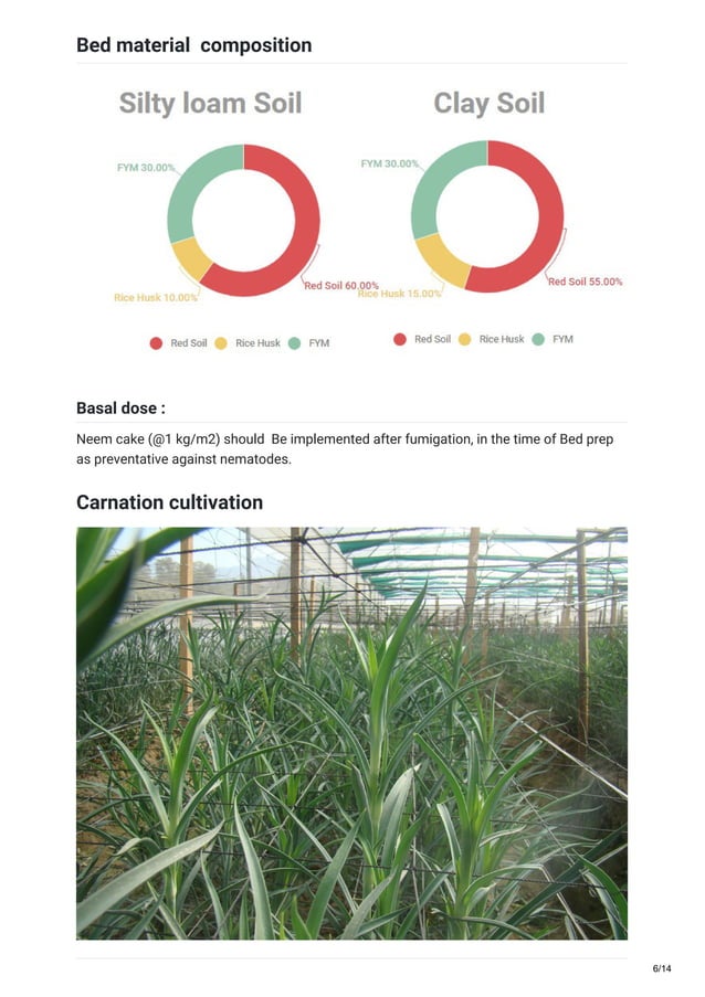 carnation cultivation guide | PDF | Agriculture | Industries