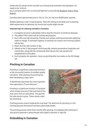 carnation cultivation guide | PDF