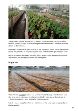 Anthurium cultivation guide 2018 | PDF