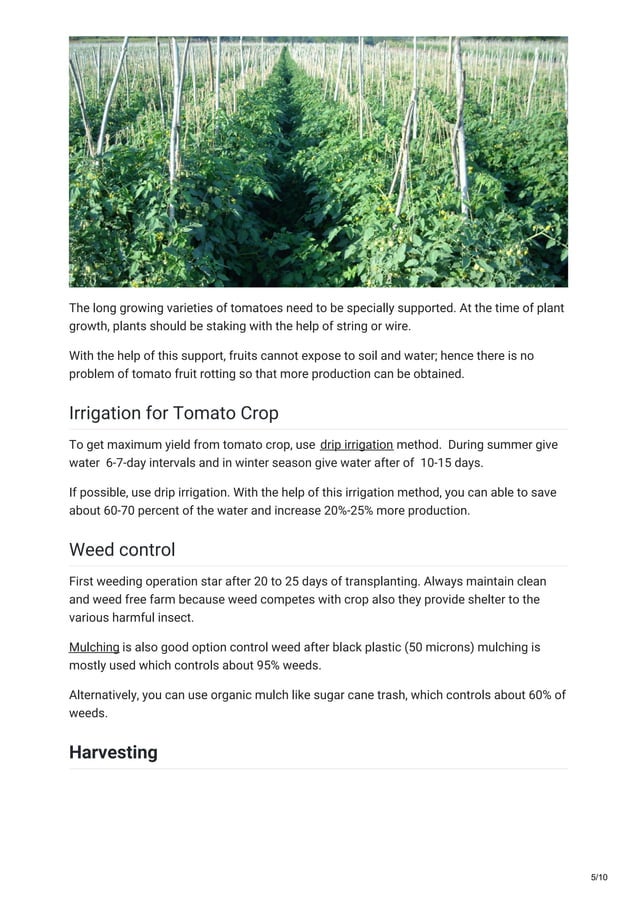 Tomato cultivation guide 2018 | PDF
