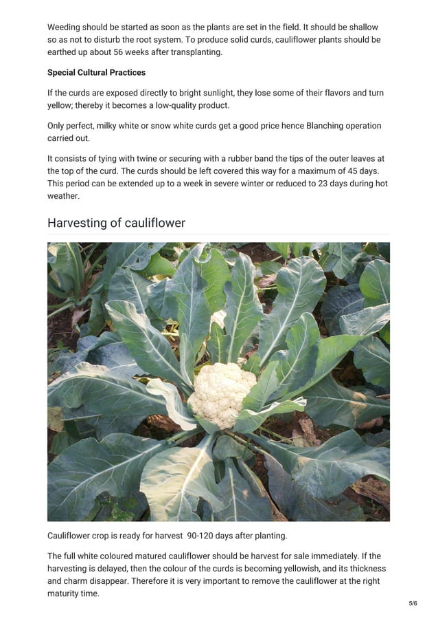 Cauliflower cultivation guide 2018 | PDF