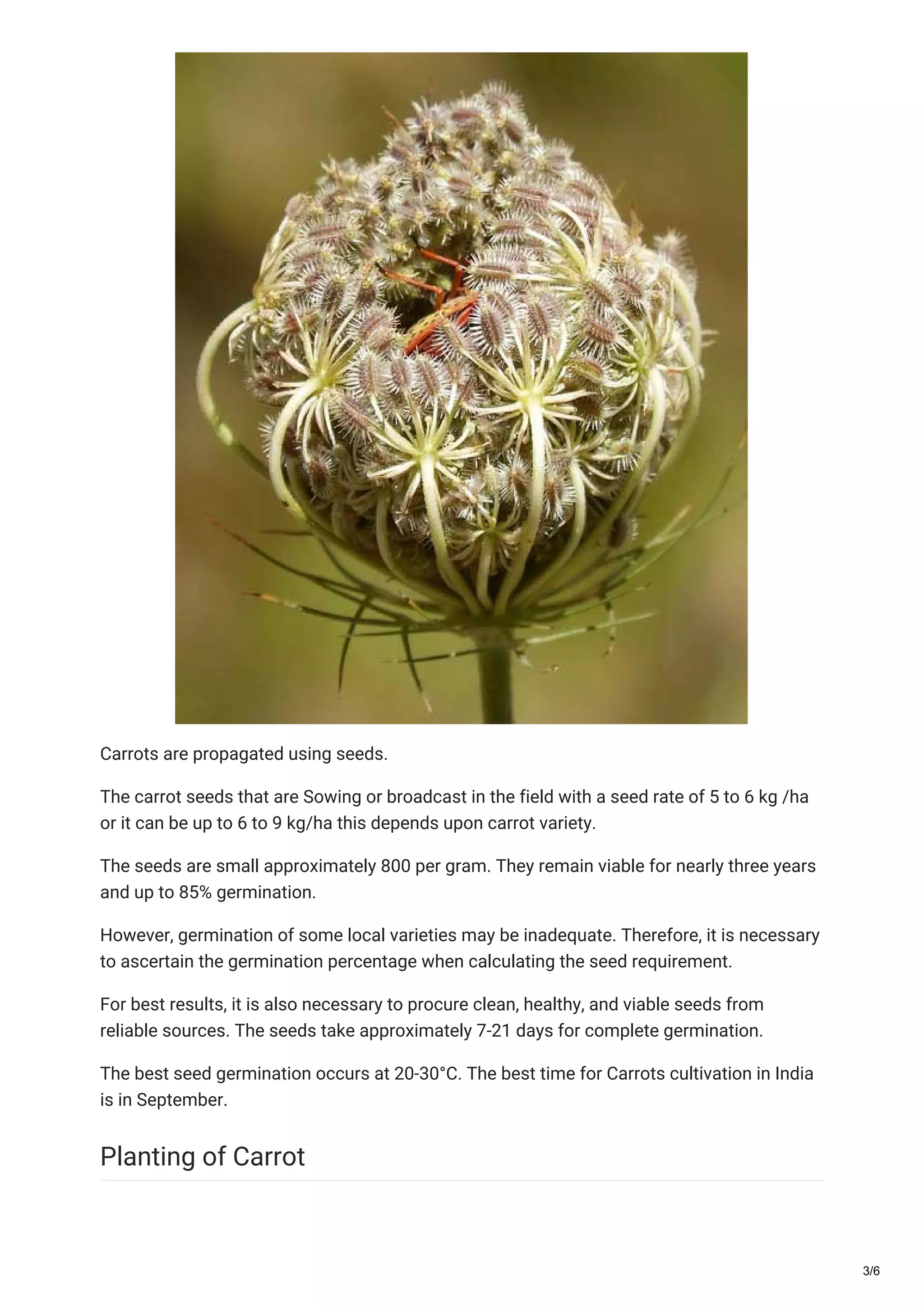 The ultimate guide for carrot farming 2018 | PDF | Agriculture | Industries