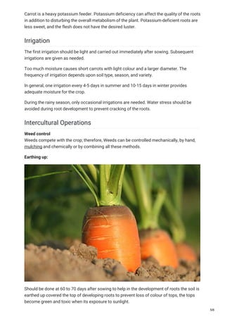 The ultimate guide for carrot farming 2018 | PDF | Agriculture | Industries