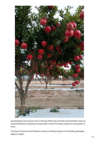 T ultimate guide for pomegranate farming 2018 | PDF