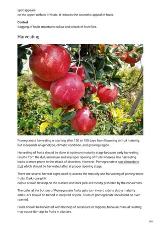 T ultimate guide for pomegranate farming 2018 | PDF