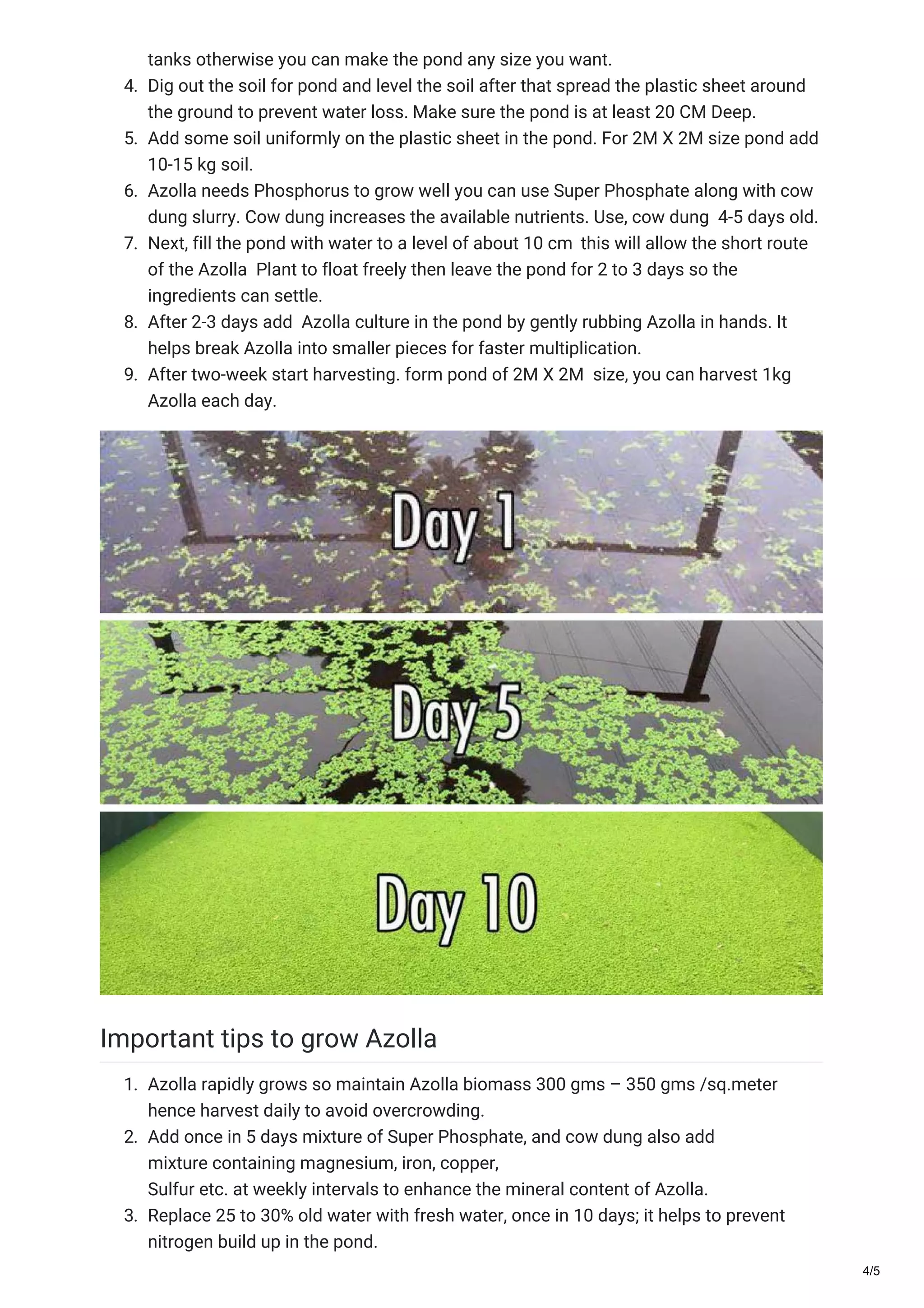 Azolla cultivation guide ( Rich proteins feed for cattle poultry fish ...