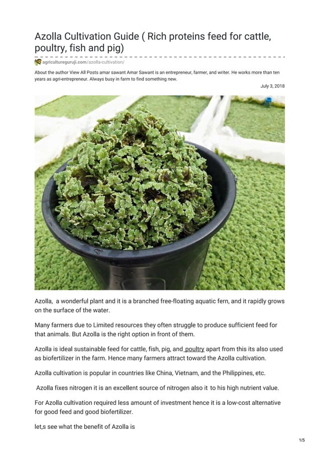 Azolla cultivation guide ( Rich proteins feed for cattle poultry fish and pig) | PDF ...