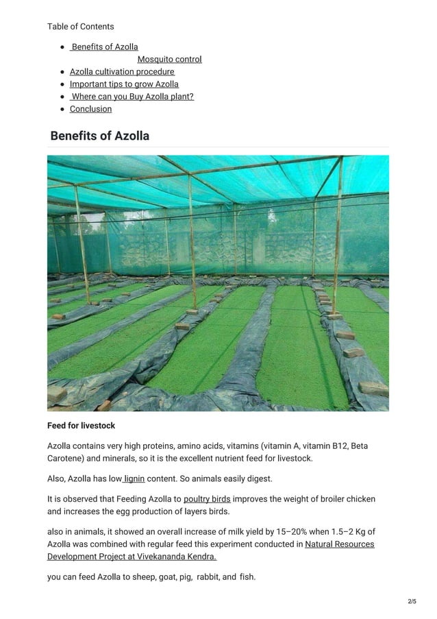 Azolla cultivation guide ( Rich proteins feed for cattle poultry fish and pig) | PDF ...