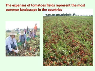 Agriculture in italy | PPT