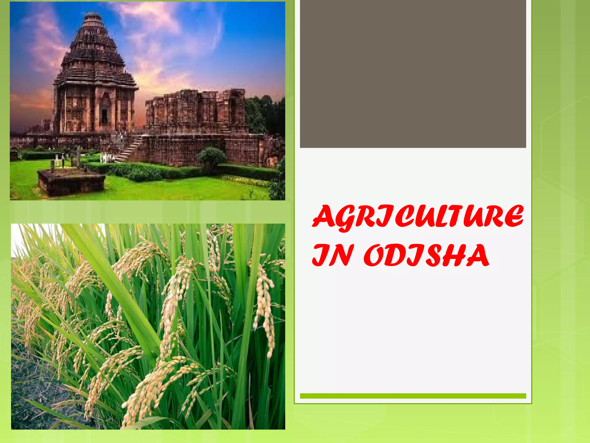 Agriculture in odisha | PPT