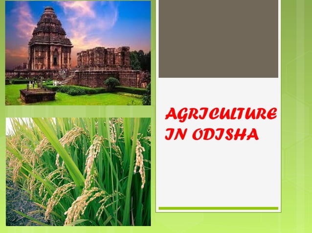 Agriculture in odisha | PPT