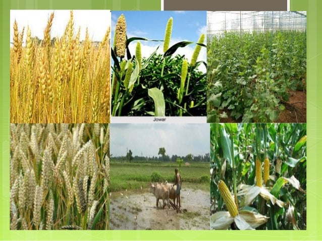 Agriculture in odisha