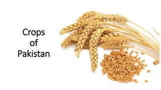 Agriculture in Pakistan | PPTX