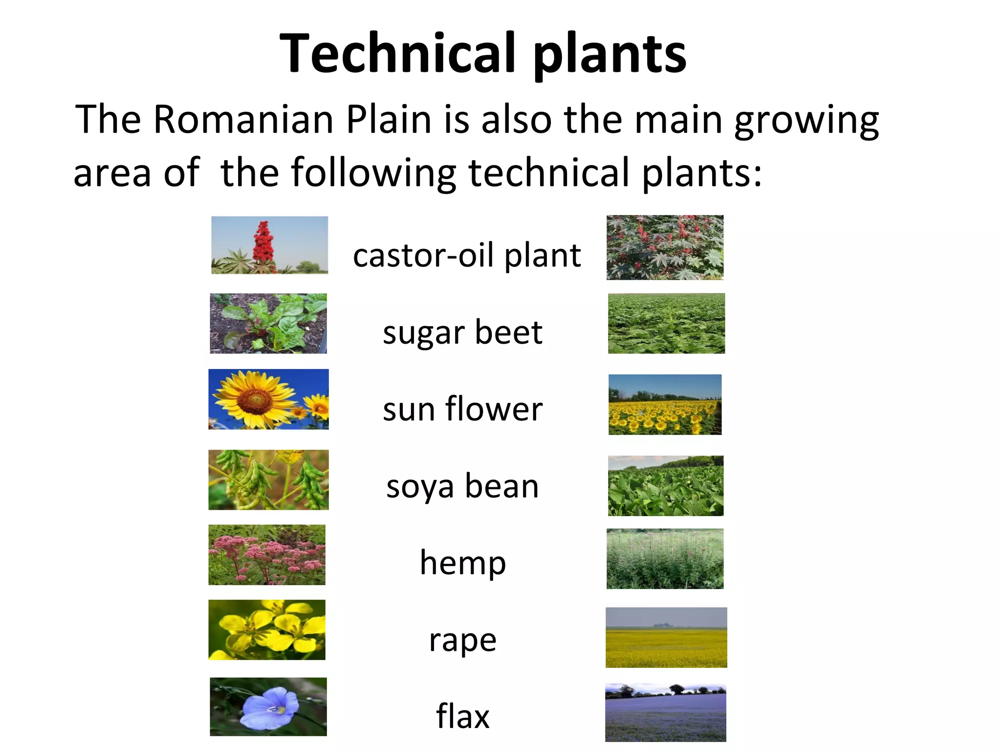 Agriculture in romania | PPT