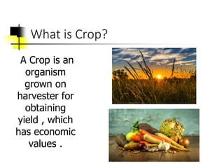 AGRICULTURE power point presentations just | PPTX
