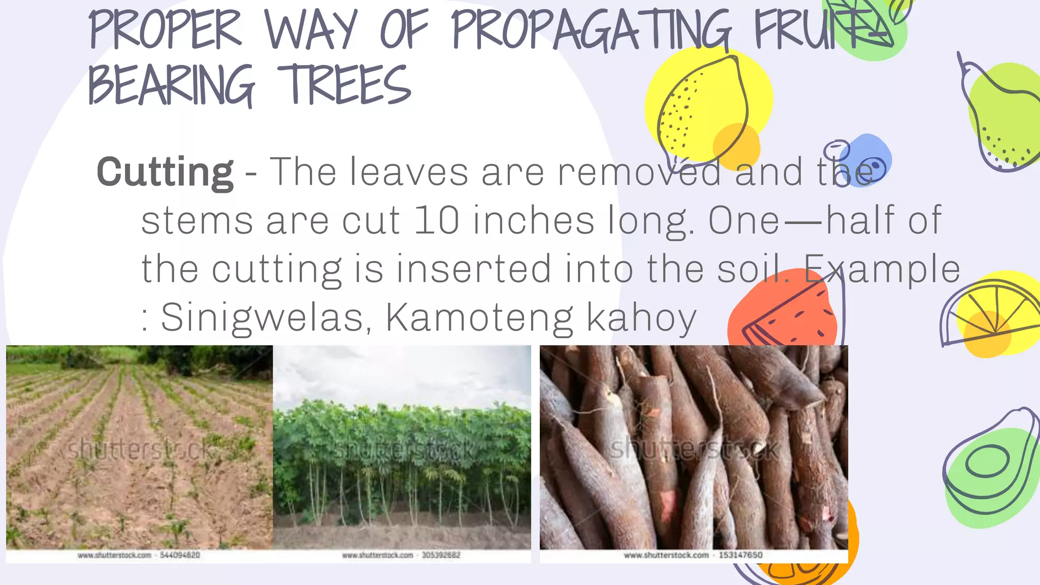 TLE 6 Agriculture lesson 6 (1).pptx