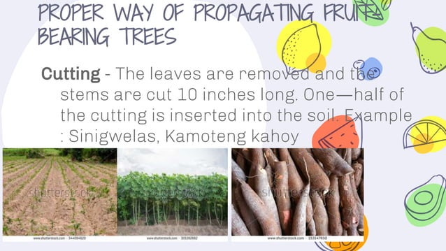 TLE 6 Agriculture lesson 6 (1).pptx