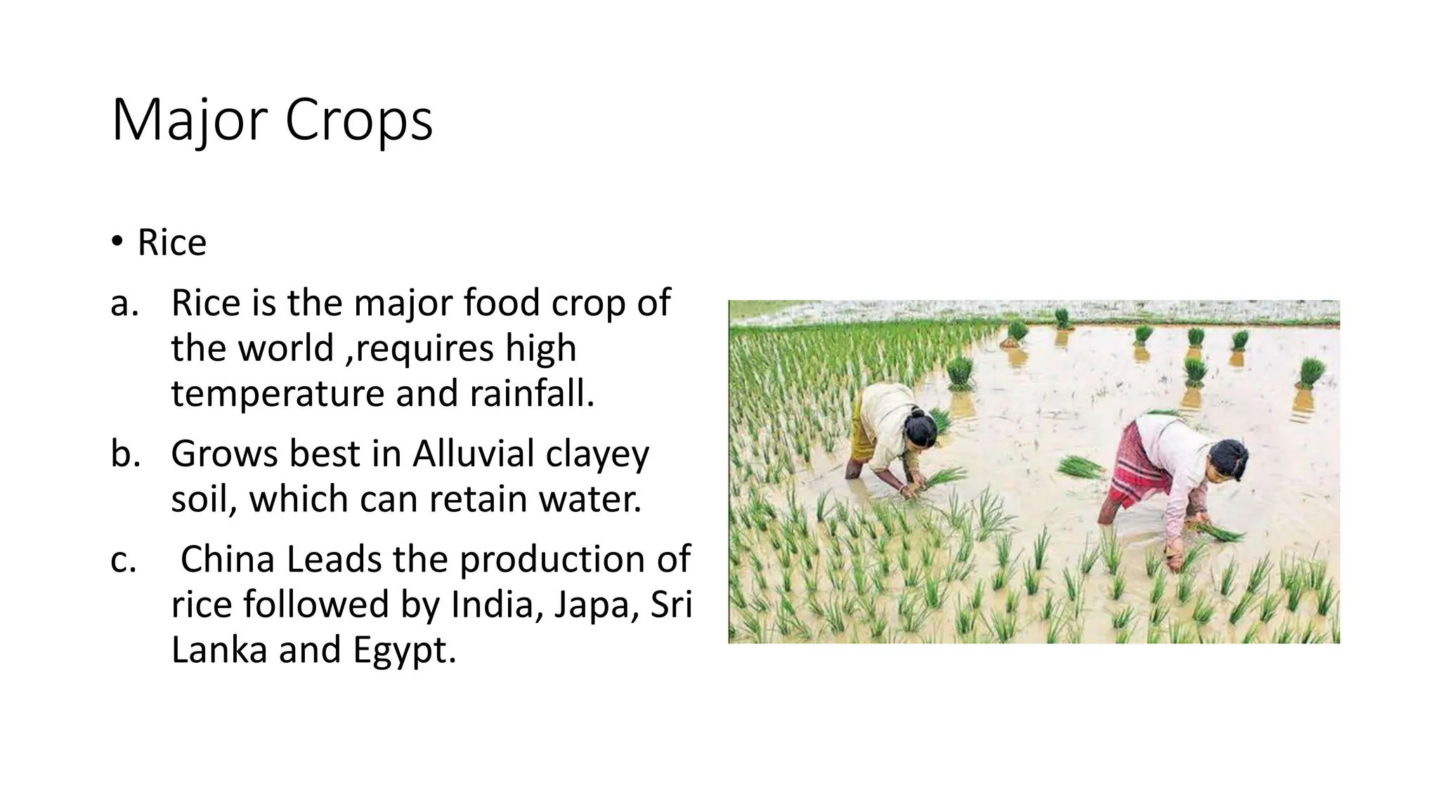 Agriculture Major Crops Rice, Wheat.111.pptx