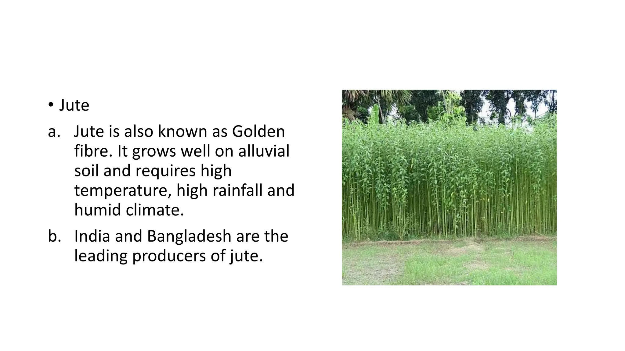 Agriculture Major Crops Rice, Wheat.111.pptx