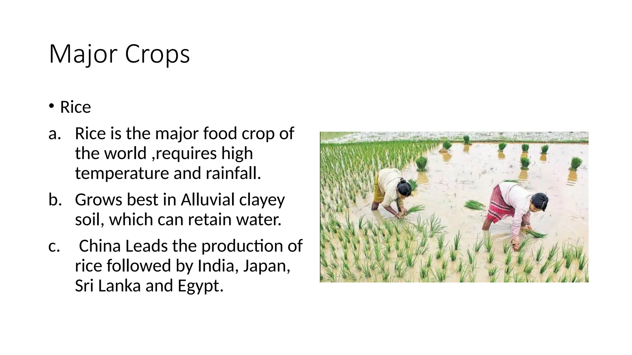 Agriculture Major Crops class 8 social science | PPTX